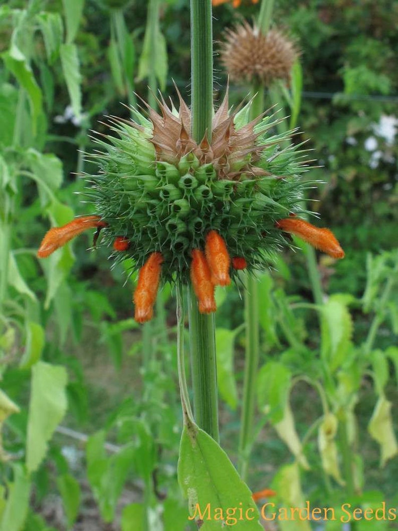 Leonotis Leonurus 20 Seeds Lion's Tail Wild Dagga | Etsy