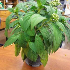 Dichroa Febrifuga Seeds Tibetan Hortence Chinese Quinine | Etsy