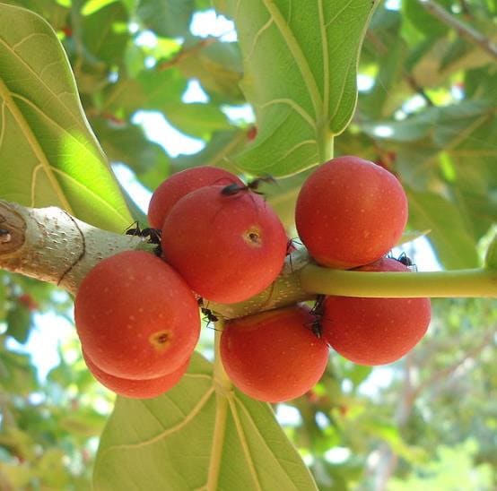 Ficus Benghalensis Tree Banyan Bengal Fig East India Fig | Etsy