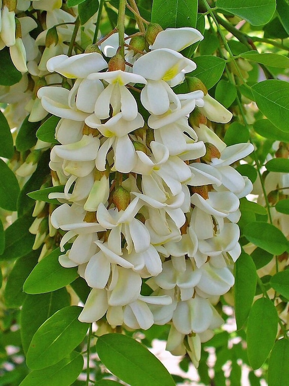 Robinia Pseudoacacia 50 Seeds Gaggia Robinia Black Locust | Etsy Canada