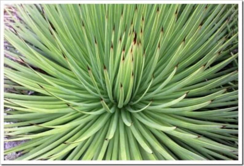 Agave Striata Subsp. Striata Espadin Hardy Spiney - Etsy