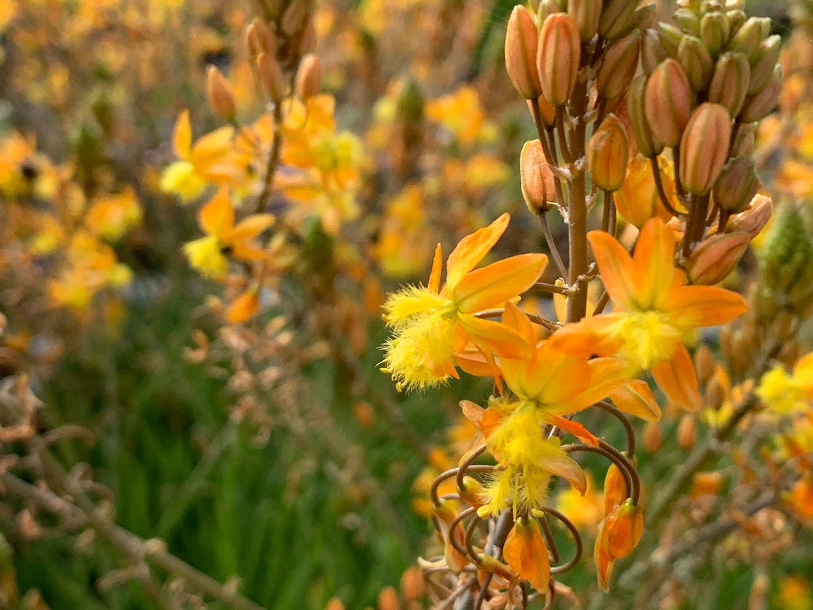 Bulbine frutescens Orange 20 Seeds Orange Color Burn Jelly | Etsy