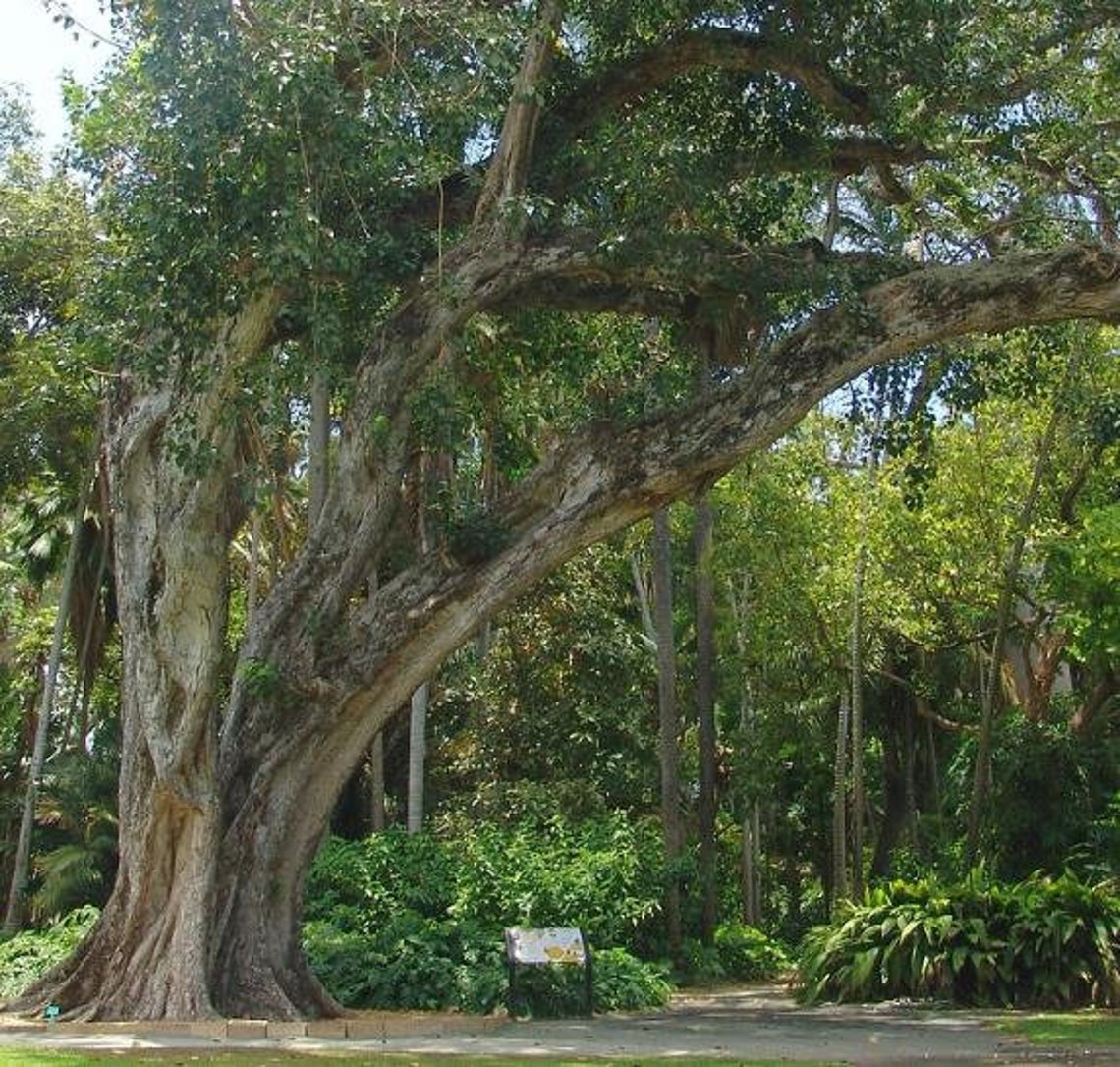 Buddha Tree Ficus Religiosa Religious fig SACRED FIG | Etsy