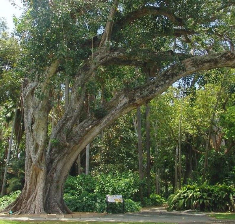 Buddha Tree Ficus Religiosa Religious Fig SACRED FIG - Etsy