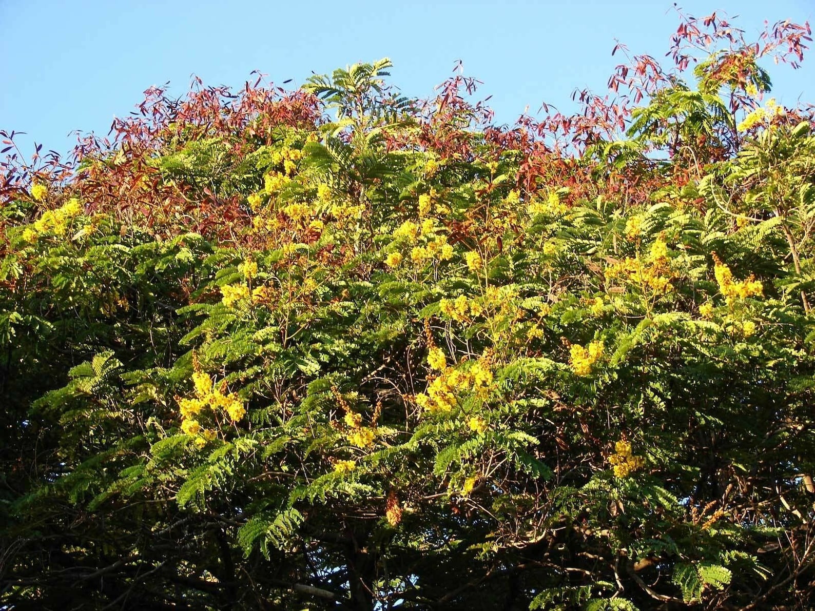 30 Seeds Yellow Flame Tree-rare Tropical Peltophorum - Etsy UK