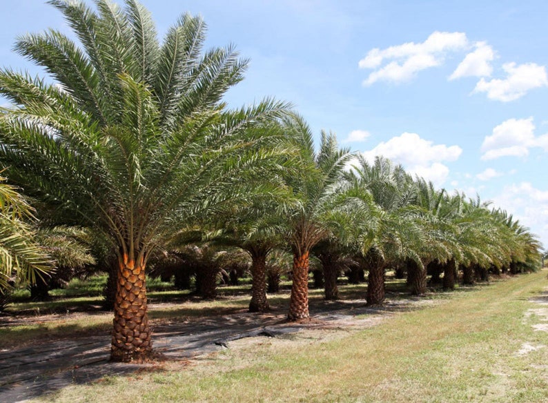 Phoenix Sylvestris Silver Wild Date Palm Cold and Humidity | Etsy