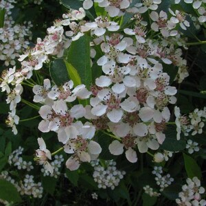 BLACK CHOKEBERRY Aronia Melanocarpa 50 Seeds Bonsai - Etsy