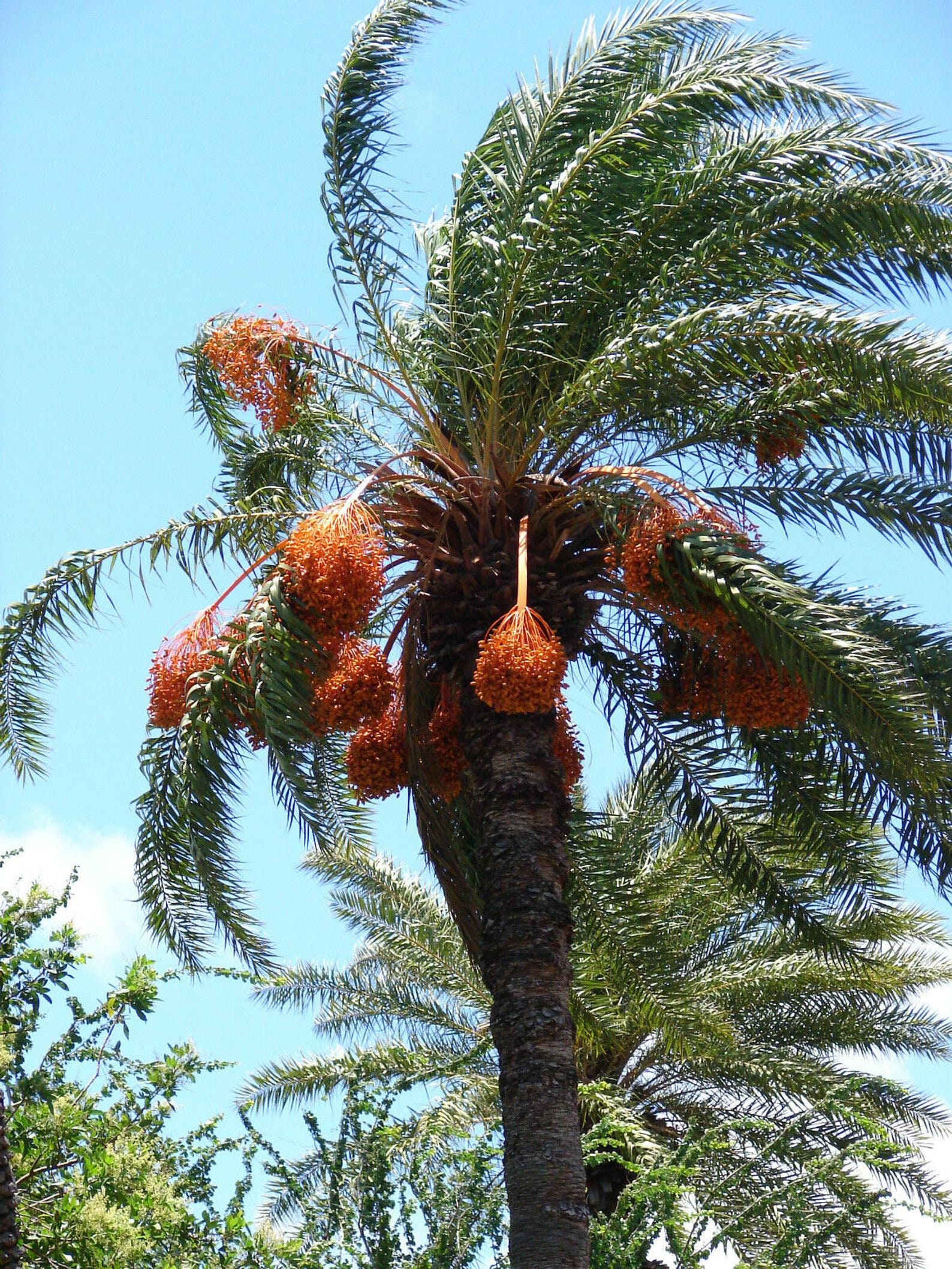 Phoenix Sylvestris Silver Wild Date Palm Cold and Humidity | Etsy