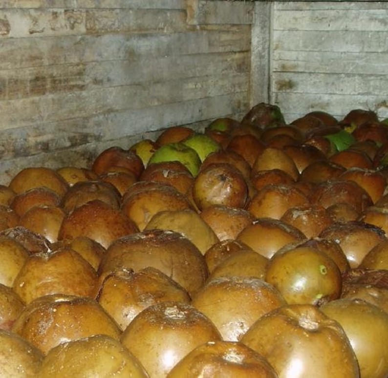 Alibertia Patinoi Borojoa Patinoi Borojó Head-fruit | Etsy