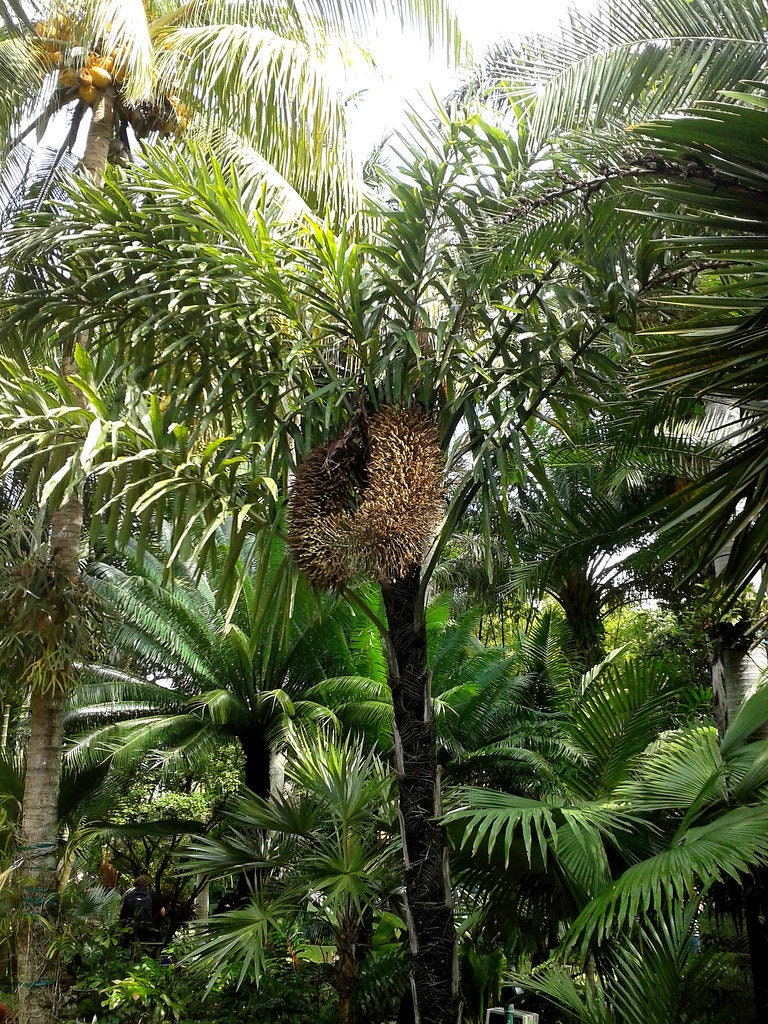 Wallichia Disticha Distichous Fishtail Palm 5 Seeds | Etsy