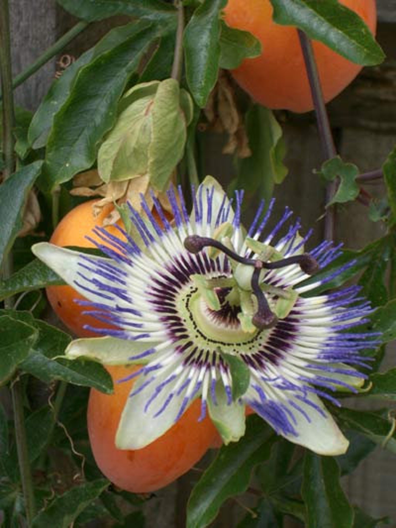 Passiflora Caerulea Blue Passion Fruit 10 Seeds - Etsy Passiflora Caerulea Blue Passion Fruit 10 Seeds - Etsy