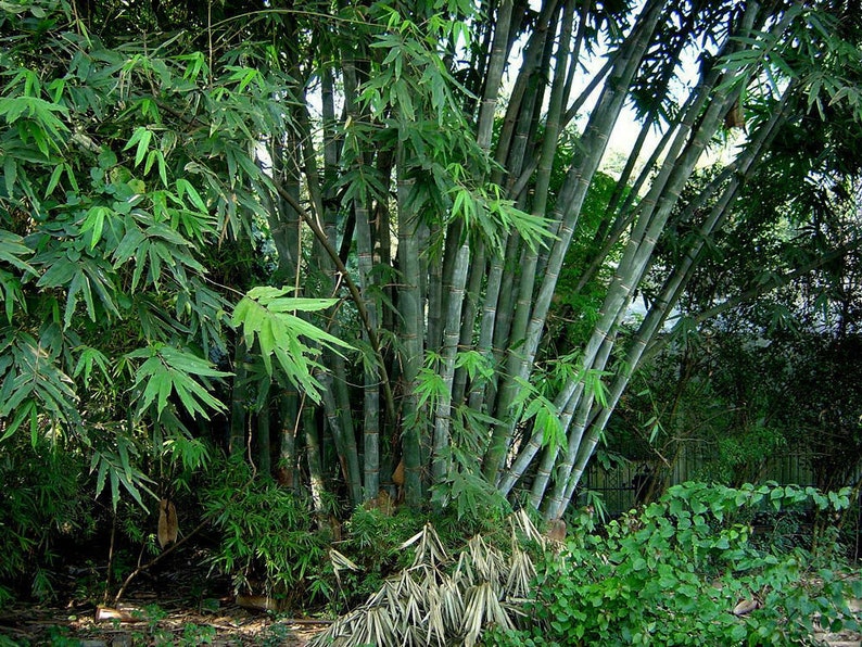 Dendrocalamus Strictus 100 Seeds Iron Bamboo Male Bamboo - Etsy