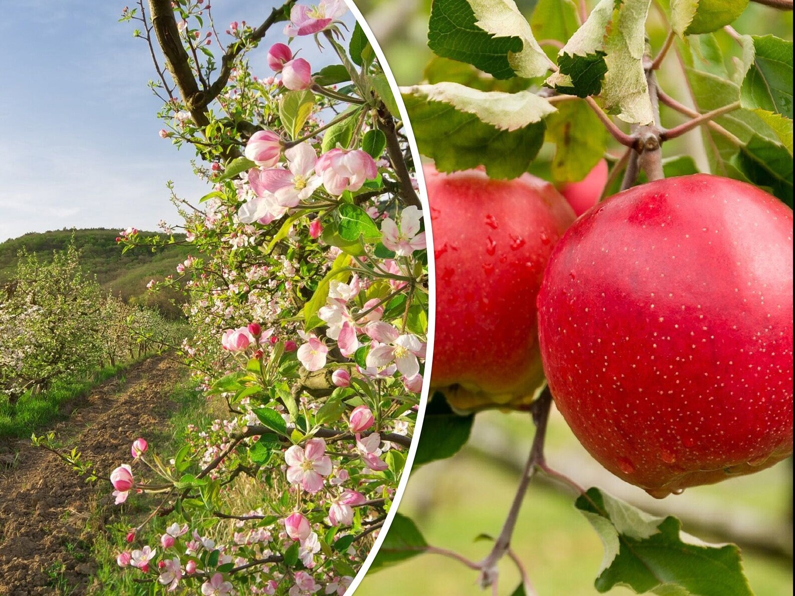 Malus Domestica 10 Seeds - Common Apple, Domestic Apple, Red Apple ...