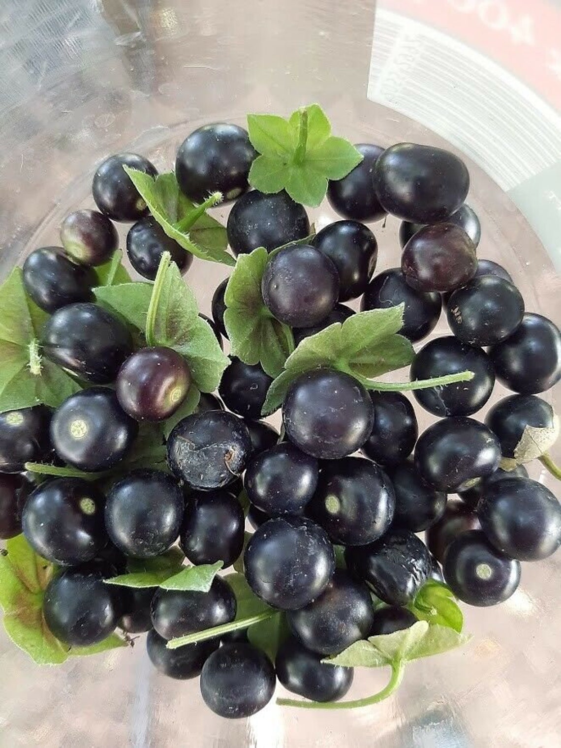 Jaltomata Procumbens Xaltomatl Creeping False Holly 10 | Etsy Canada