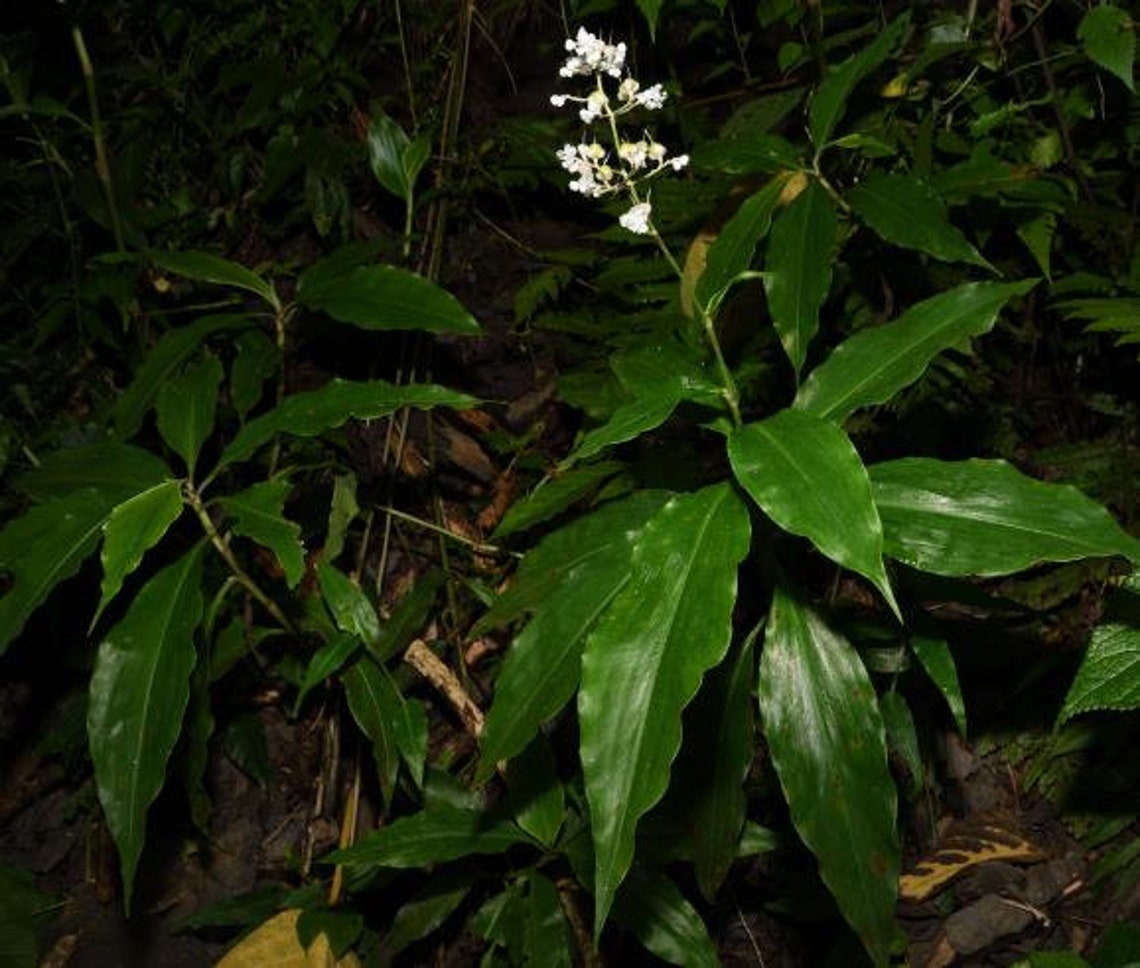 Pollia Condensata Metallic Blue Pearl 20 Seeds | Etsy