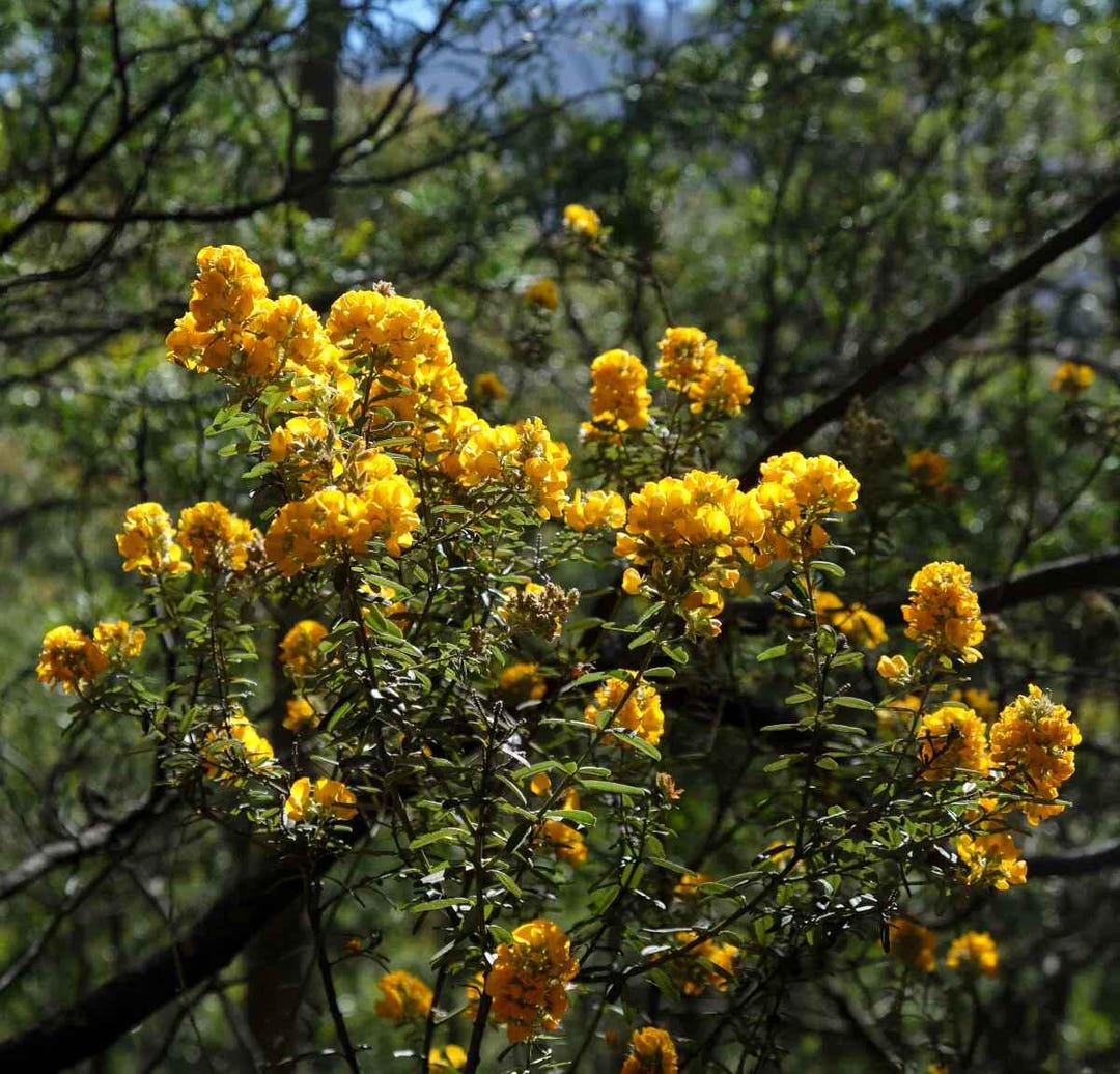 Sementes de Oxylobium ellipticum, ervilha-de-cheiro comum, alecrim ...