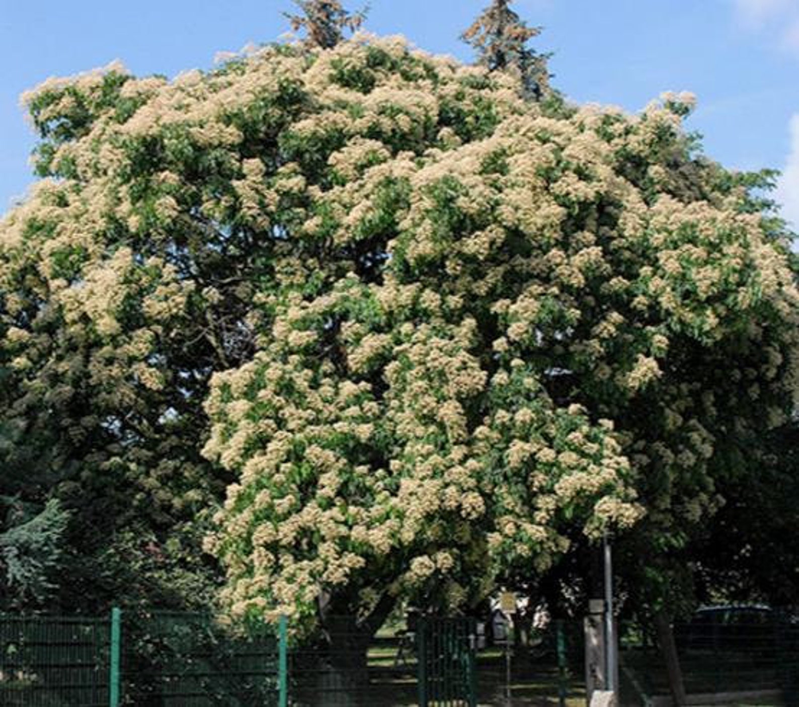 50 Seeds Bee Tree tetradium Daniellii Euodia Hupehensis - Etsy Canada