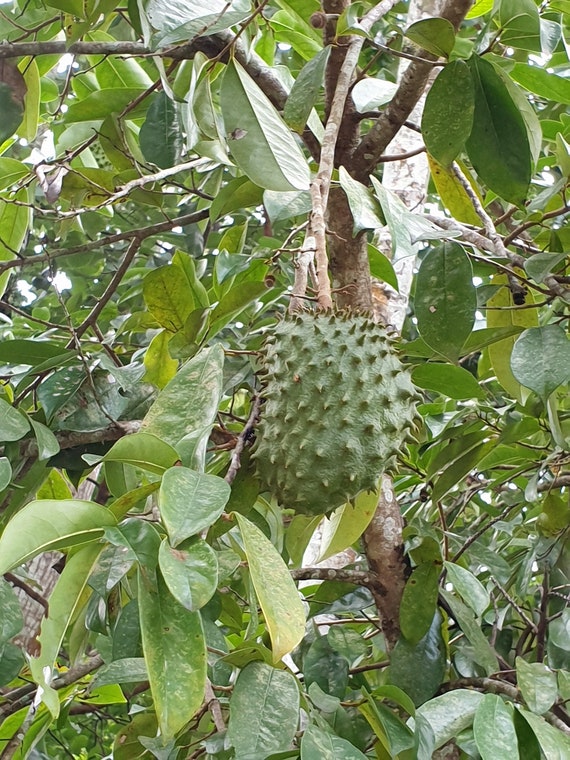 Floral & Garden Crafts Home & Hobby Annona muricata 10 Seeds Soursop Giant Graviola Tropical ...