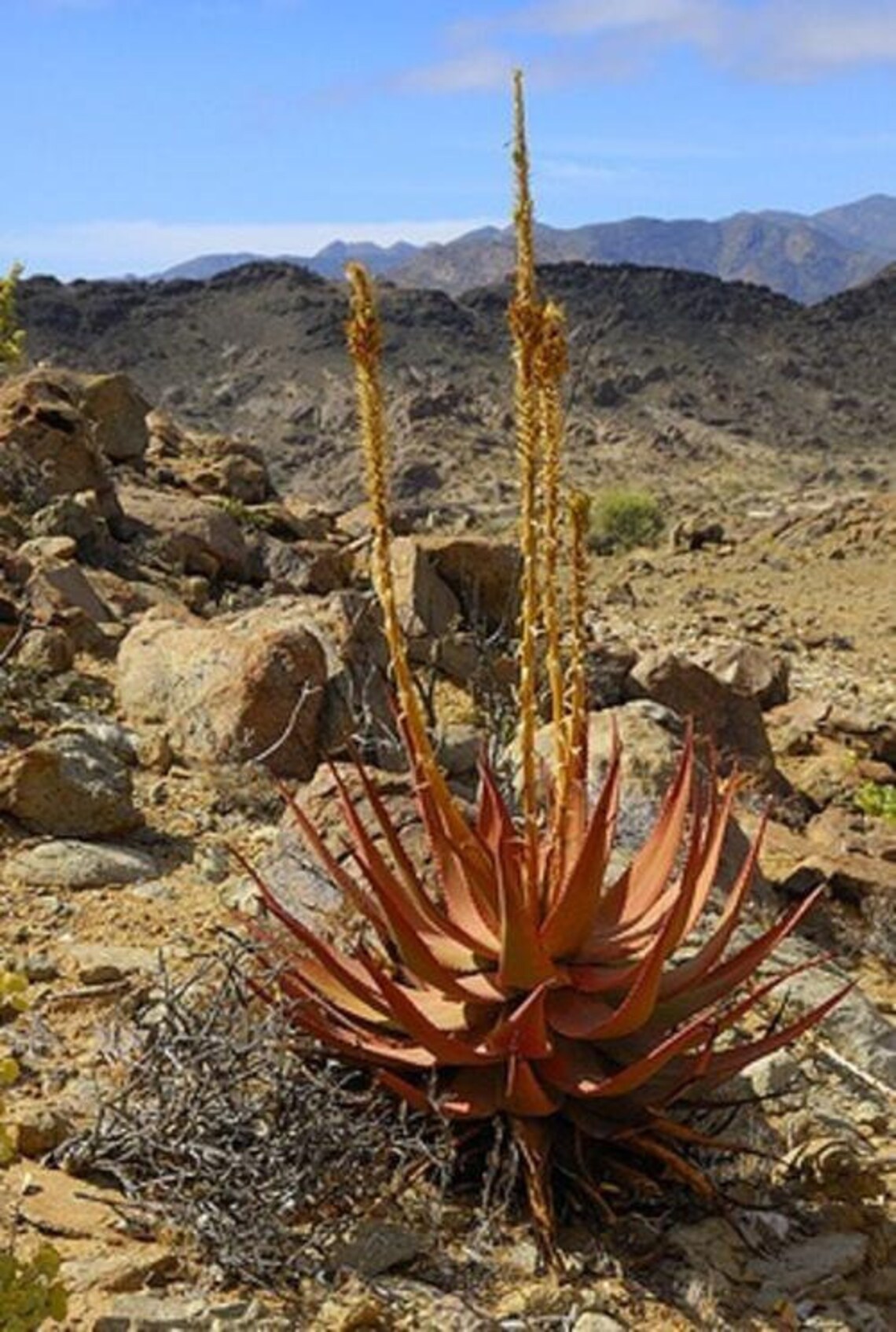 Aloe Gariepensis Gariep River Aloe Succulent Rare Agave - Etsy Australia