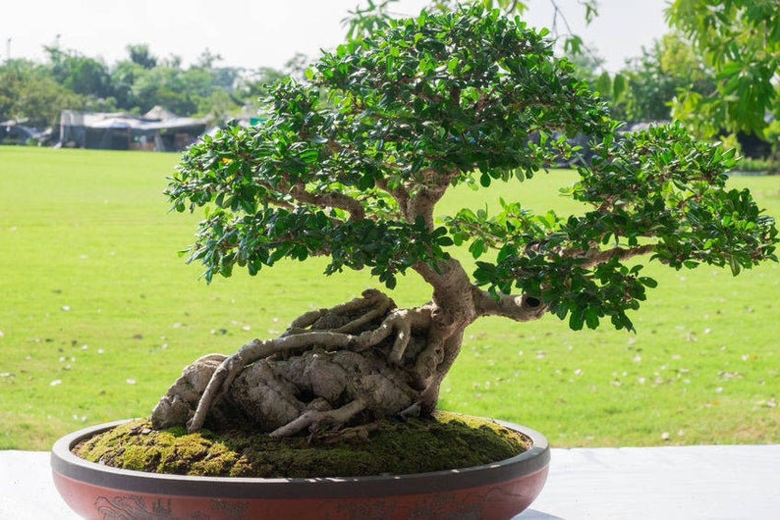 White Fig Tree Seeds 200 Ficus Virens Ornamental Tropical - Etsy