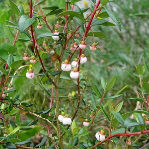 Rare Chilean Guava / Murtilla Ugni Molinae Fruit 10 Seeds - Etsy