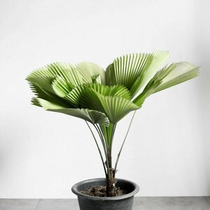 Licuala Grandis Seeds Ruffled Fan Palm Thailand Vanuatu Fan - Etsy UK