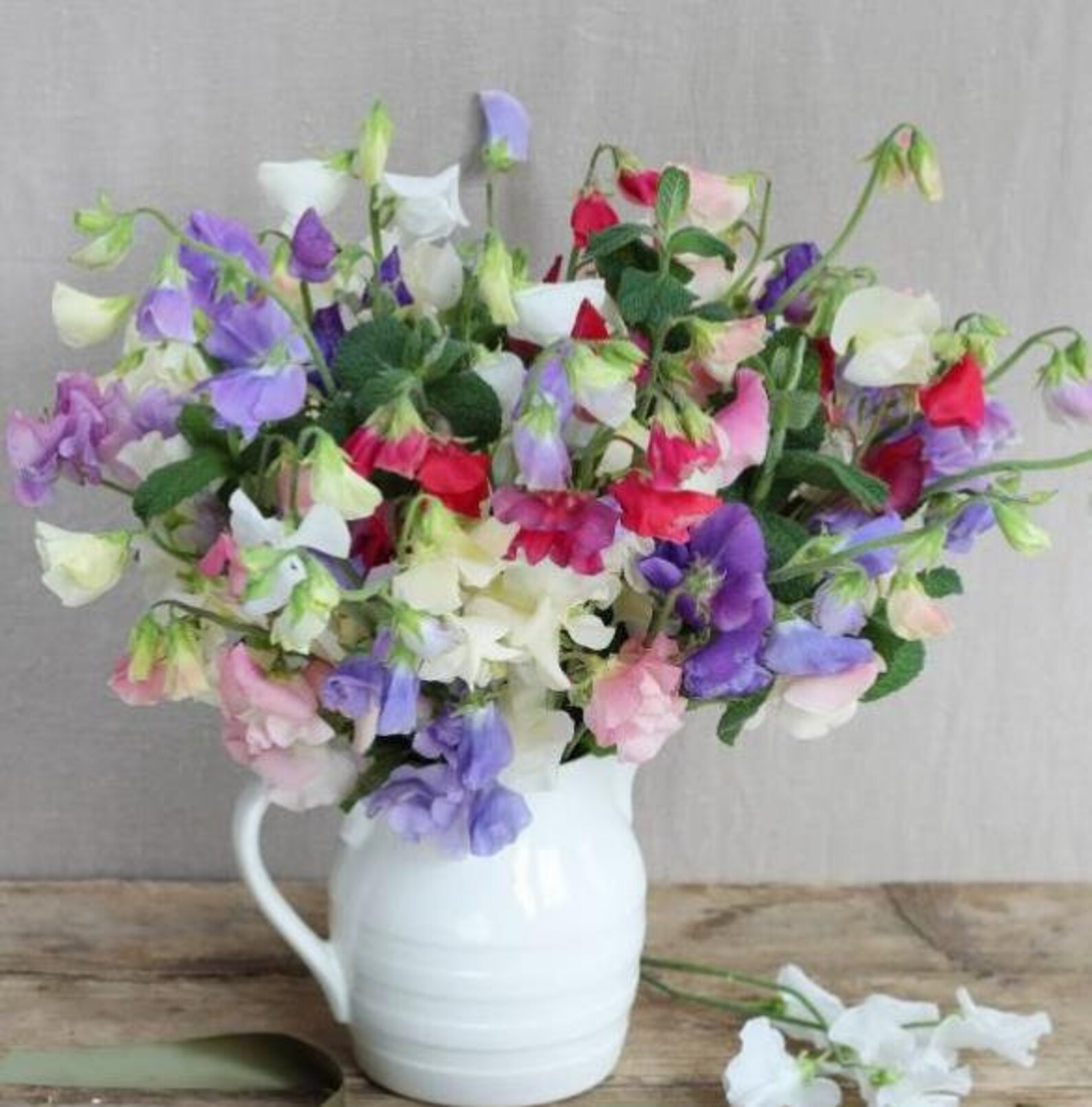 Lathyrus Odoratus Cupid Mixed Pot Basket Sweet Pea Pink - Etsy UK