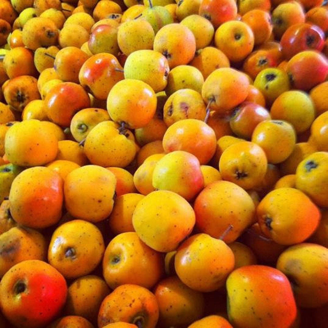 Crataegus Mexican 5 Seeds Heart Plant Mexican Punch | Etsy