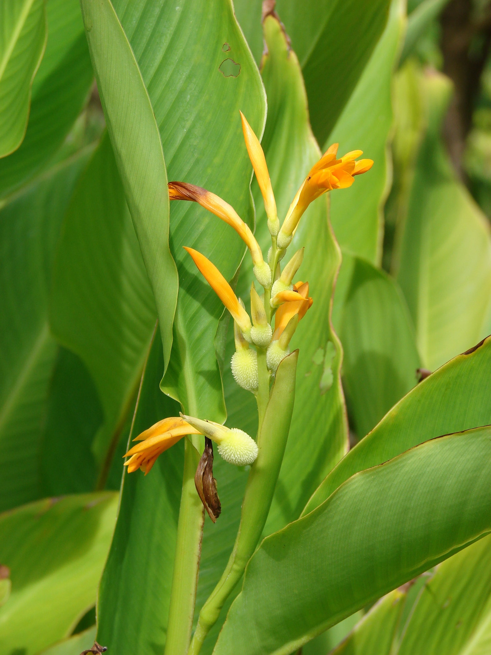 Canna jaegeriana Orange Canna Lily 5 Seeds | Etsy