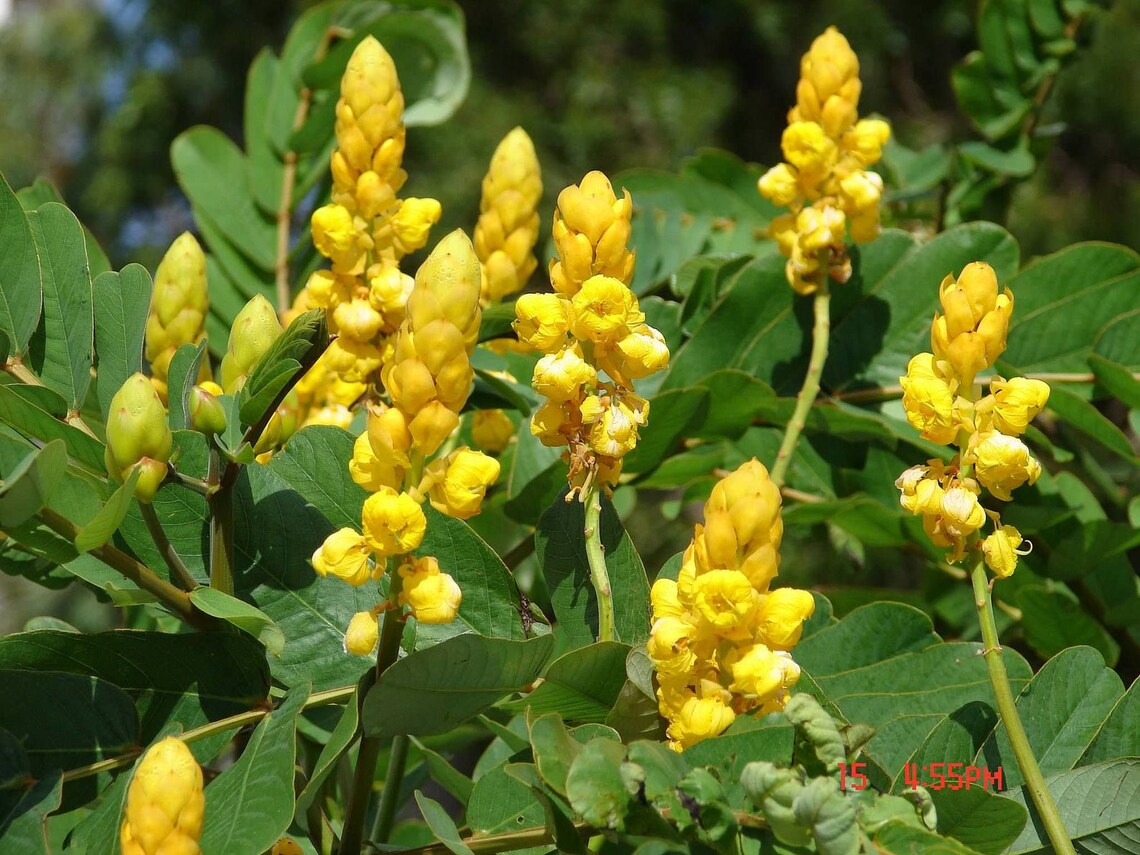 Candlestick Cassia Senna Alata Candelabra Tree Medicinal Seeds - Etsy ...