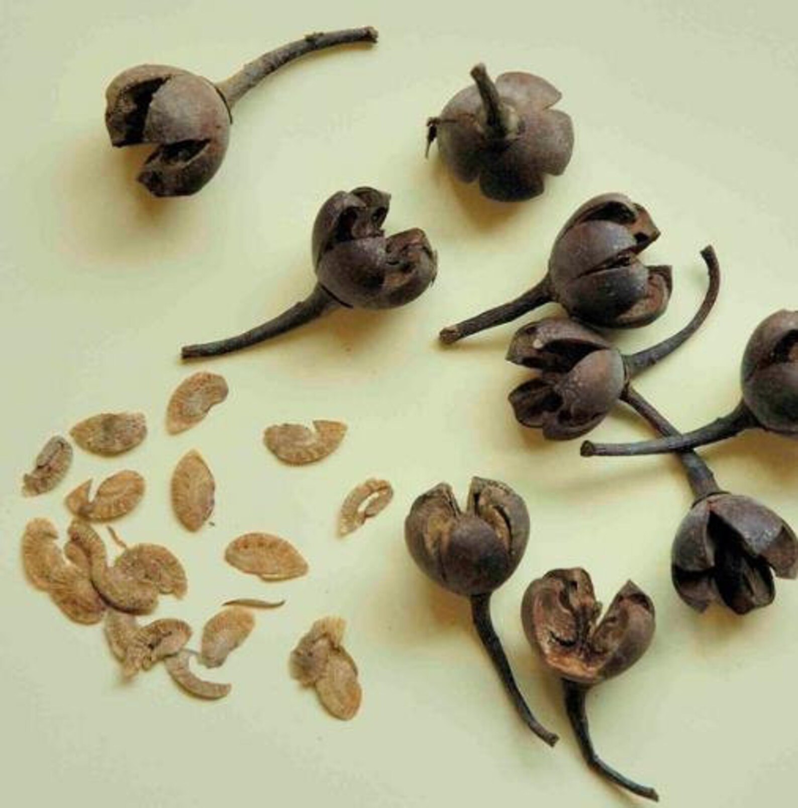 Schima Superba Seeds UNIQUE EVERGREEN TREE 50 Seeds | Etsy