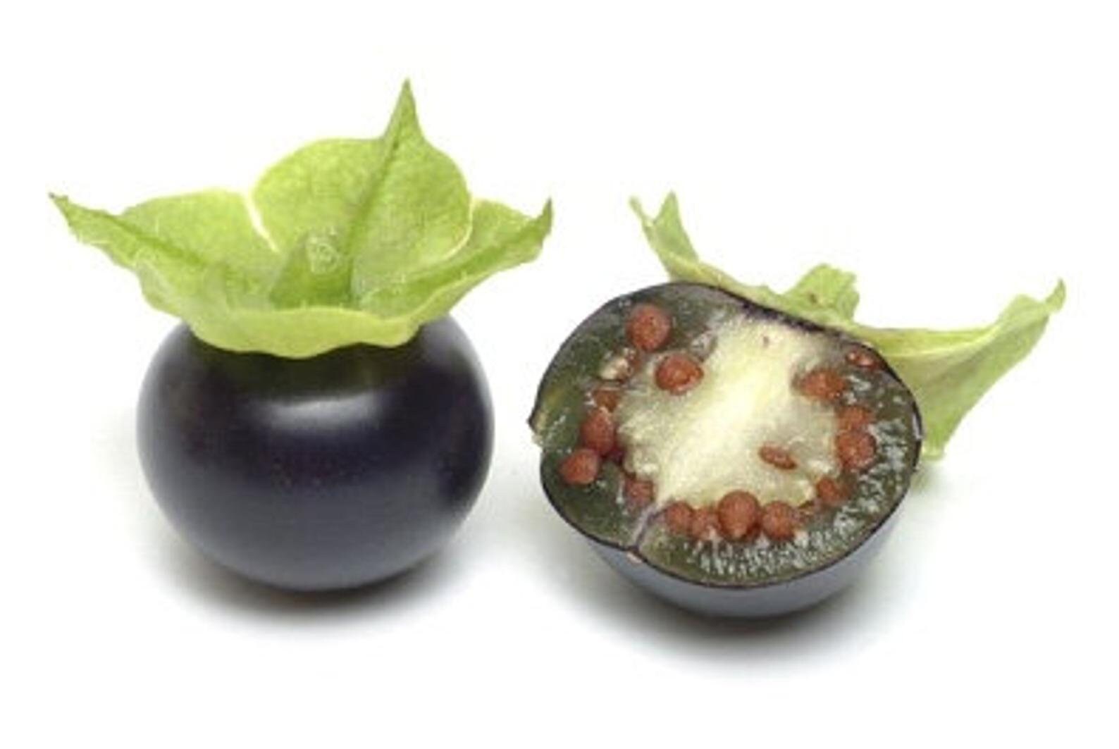 Jaltomata Procumbens Xaltomatl Creeping False Holly 10 - Etsy Canada