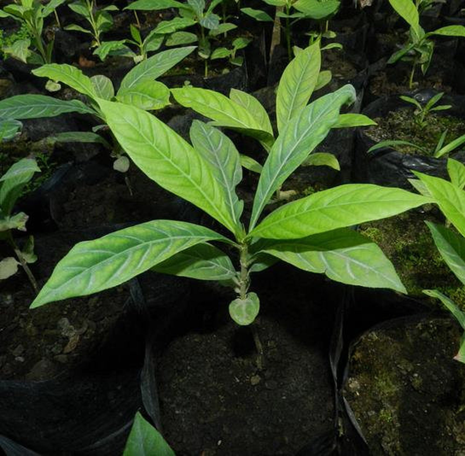 Alibertia Patinoi Borojoa Patinoi Borojó Head-fruit | Etsy
