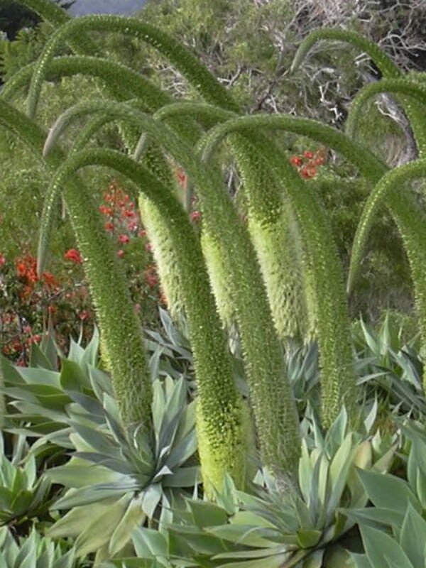 Agave Attenuata Fox Tail Agave Beautiful Soft Agave 10 - Etsy Canada