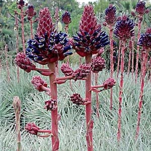 Puya Venusta 30 Seeds - Chagualillo - Coastal Purple Puya - Bromeliad ...