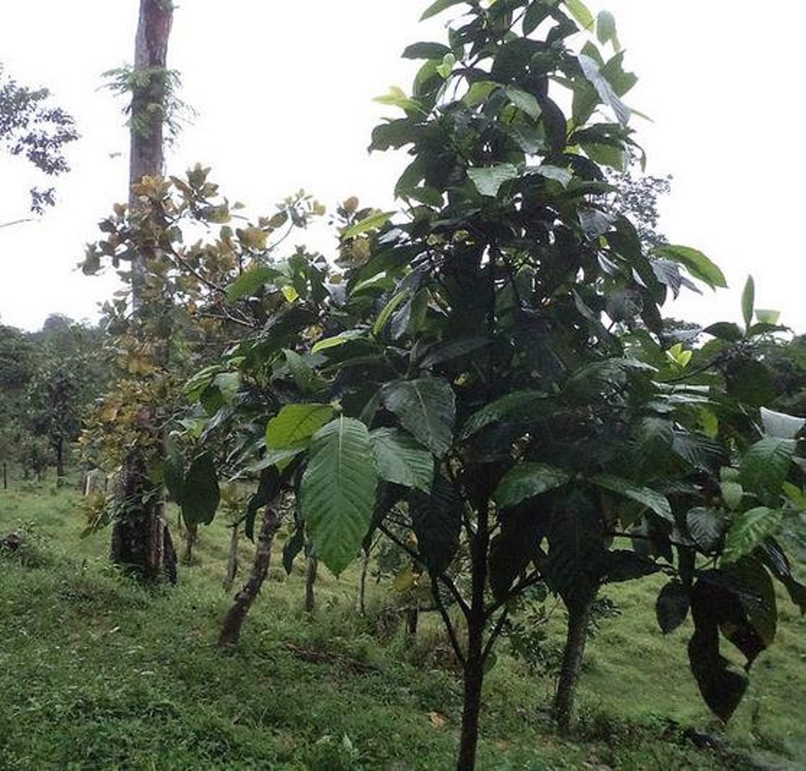 Alibertia Patinoi Borojoa Patinoi Borojó Head-fruit | Etsy