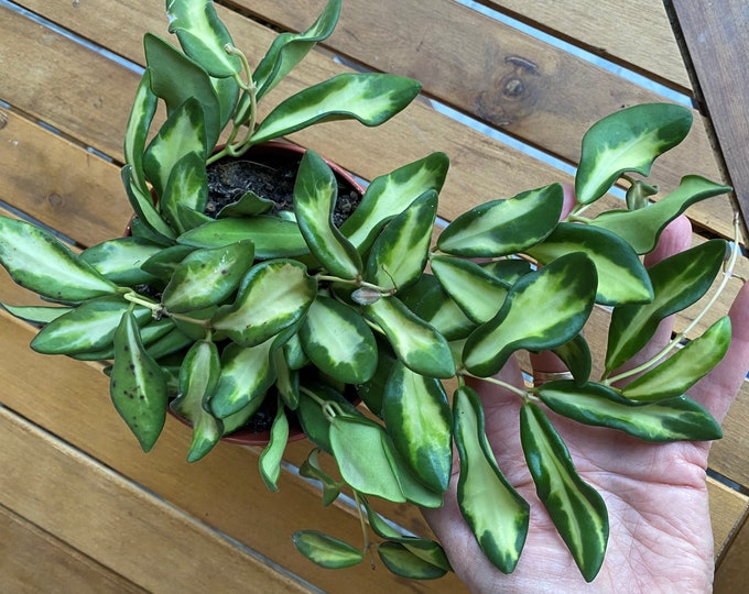 REAL PHOTOS Hoya Burtoniae Variegata DS70 DS-70 in Pictures - Etsy