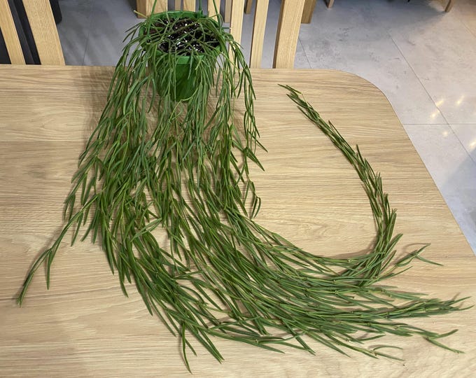 Hoya Linearis About 100 Cm REAL Photos - Etsy