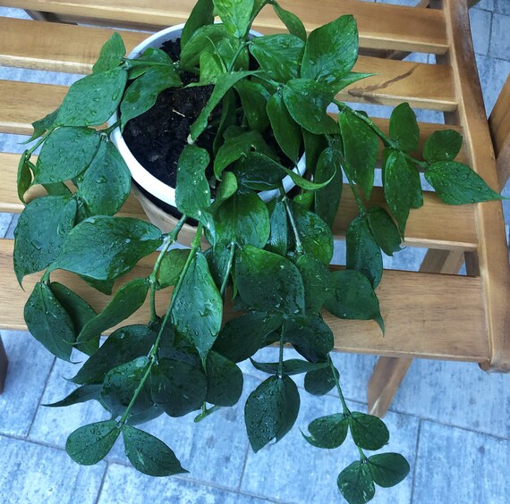 Hoya Polyneura Fishtail You Can See a Photo of the Plant You - Etsy