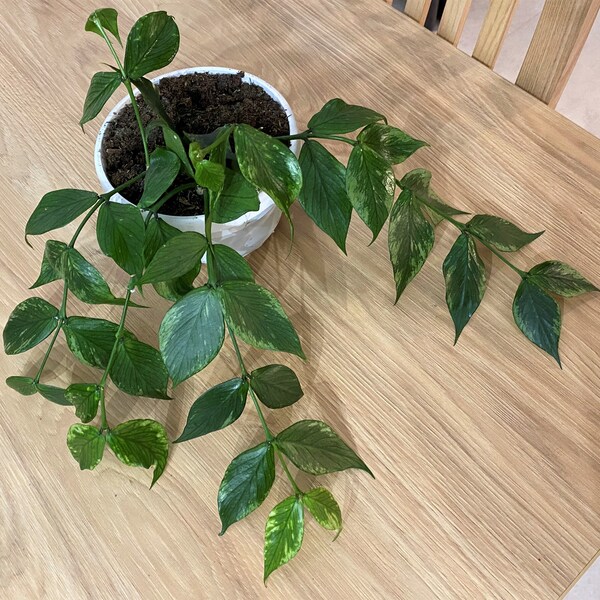 Fishtail Hoya - Etsy