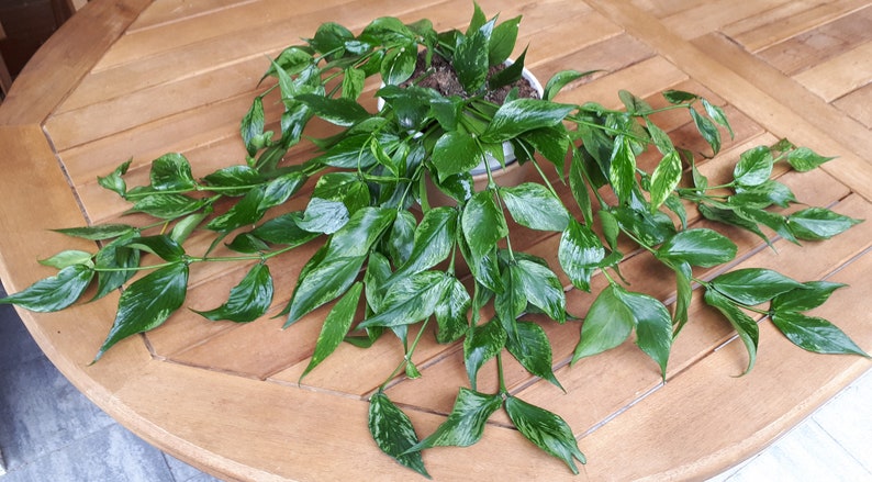 Hoya Polyneura Fishtail Splash Marble You Can See Photos - Etsy