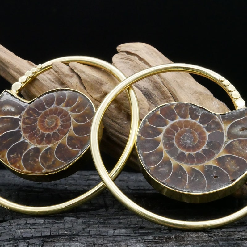 Ammonite - Etsy
