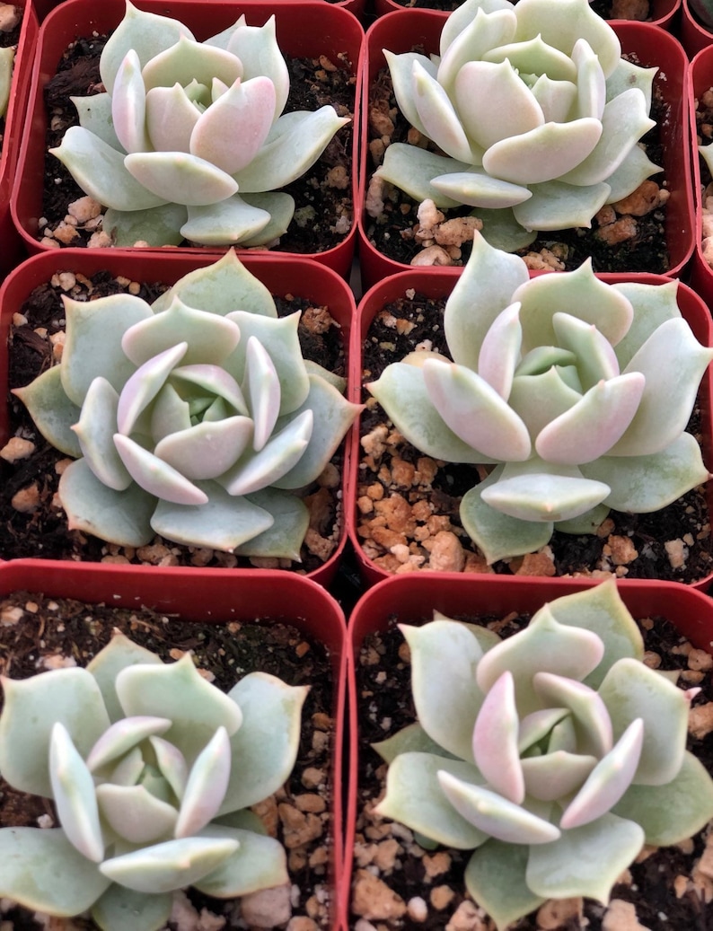 24 Assorted Rooted Succulents in 2 Pots Assorted Live - Etsy