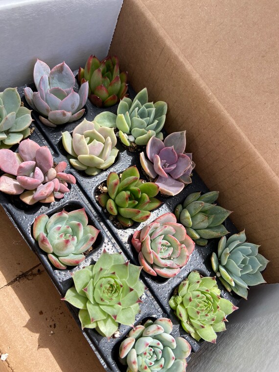 15 Succulents Variety Starter Pack Kit With Custom Card - Etsy