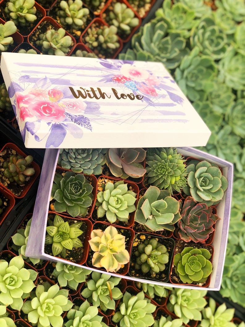 24 Assorted Rooted Succulents in 2 Pots Assorted Live - Etsy