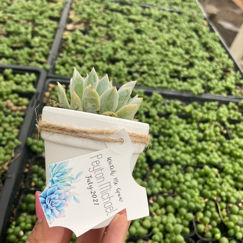 Succulent Wedding Favor - Etsy