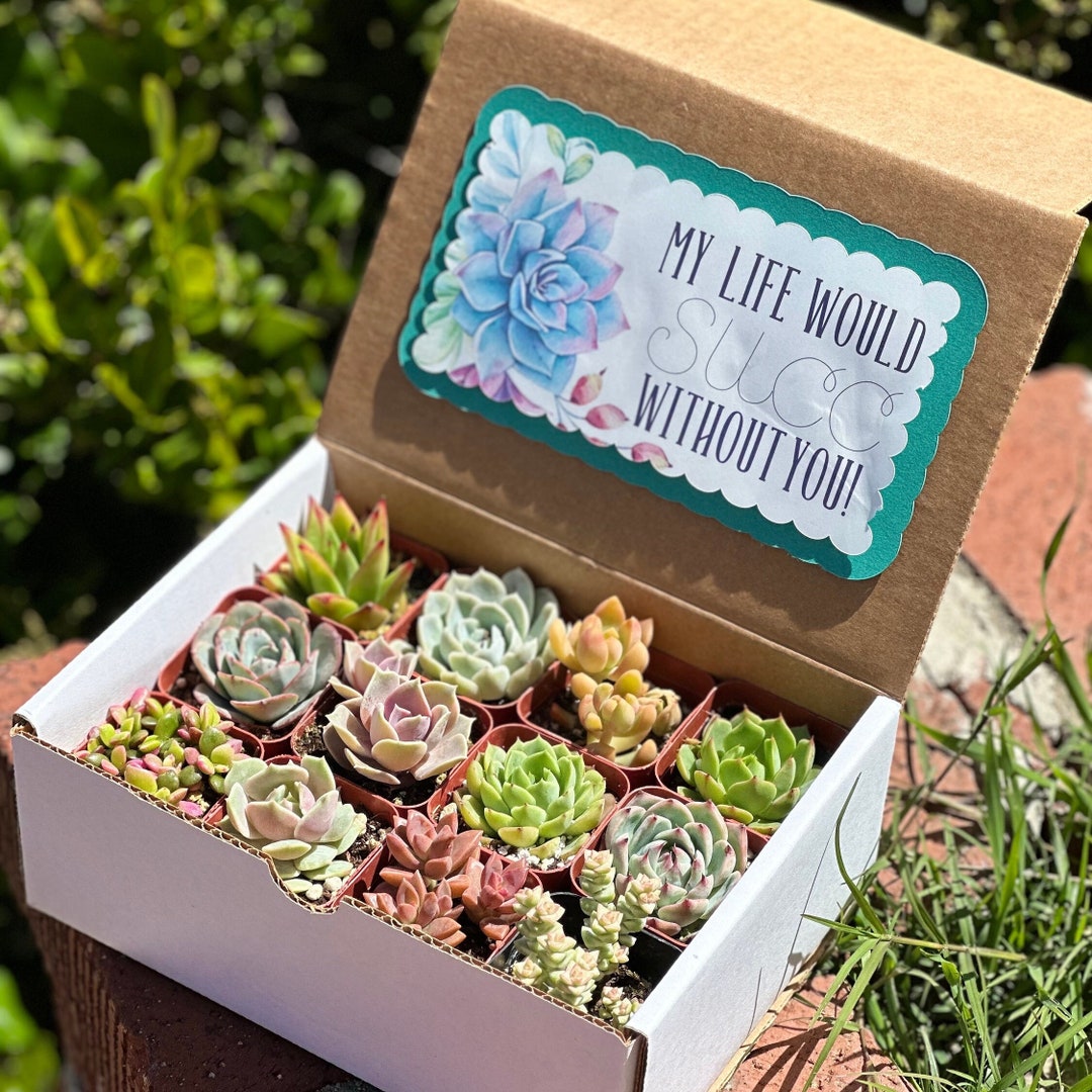 Succulent Mother’s Day Gift Box | Custom Personalized Card | 12 Live ...