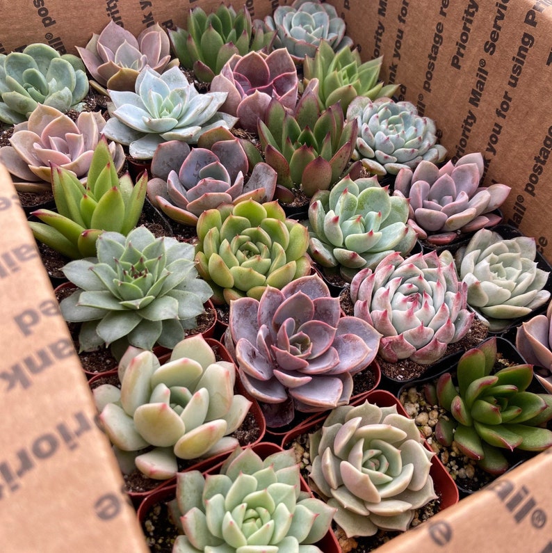 24 Assorted Rooted Succulents in 2 Pots Assorted Live - Etsy