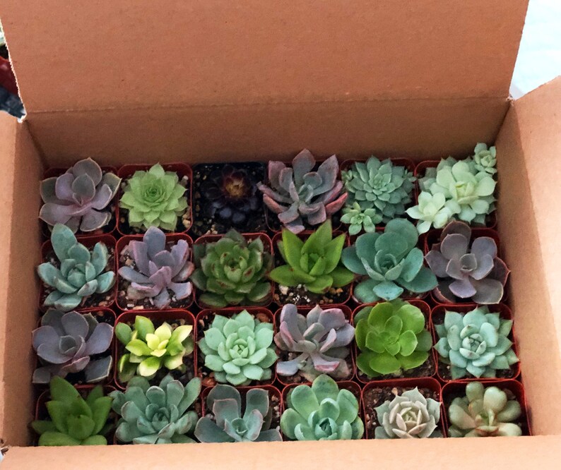 24 Assorted Rooted Succulents in 2 Pots Assorted Live - Etsy