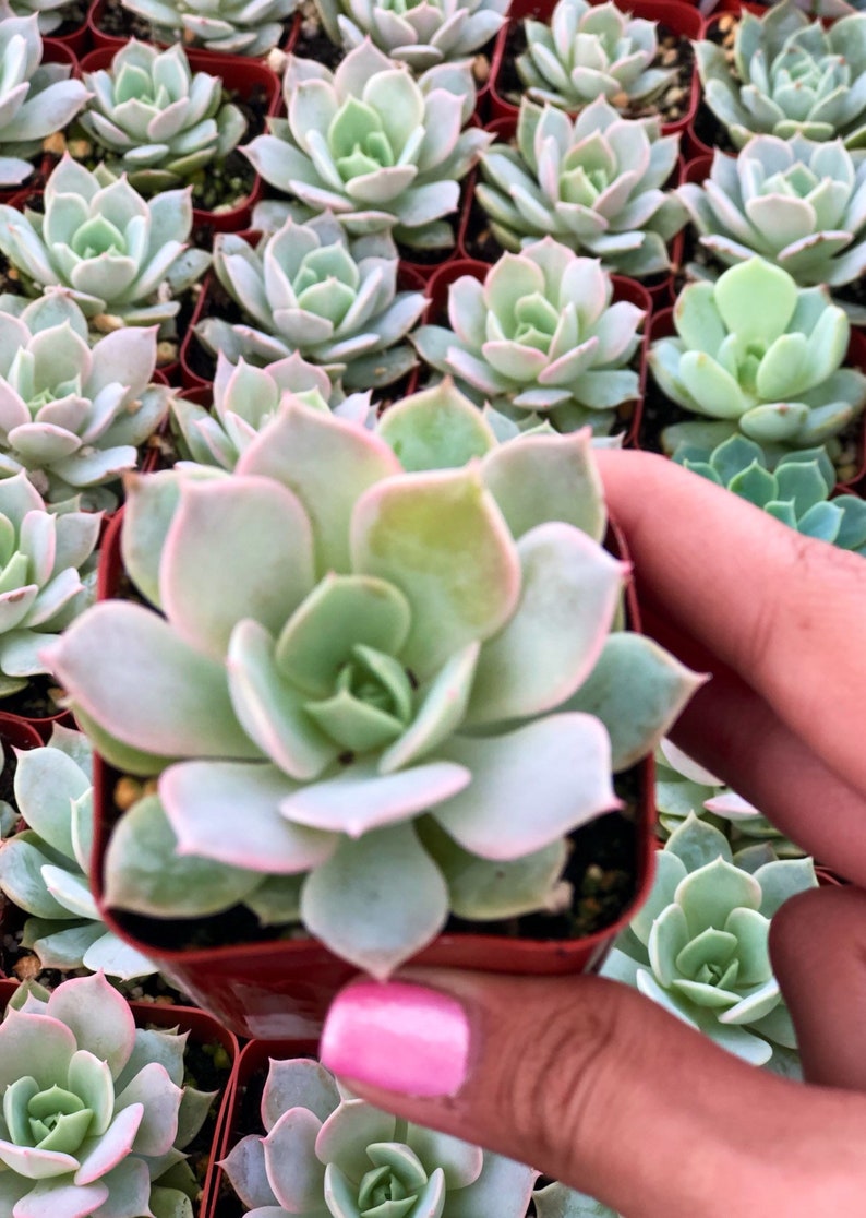 24 Assorted Rooted Succulents in 2 Pots Assorted Live - Etsy